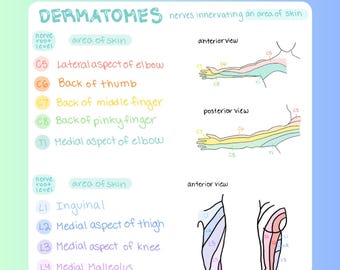 dermatomes for hands