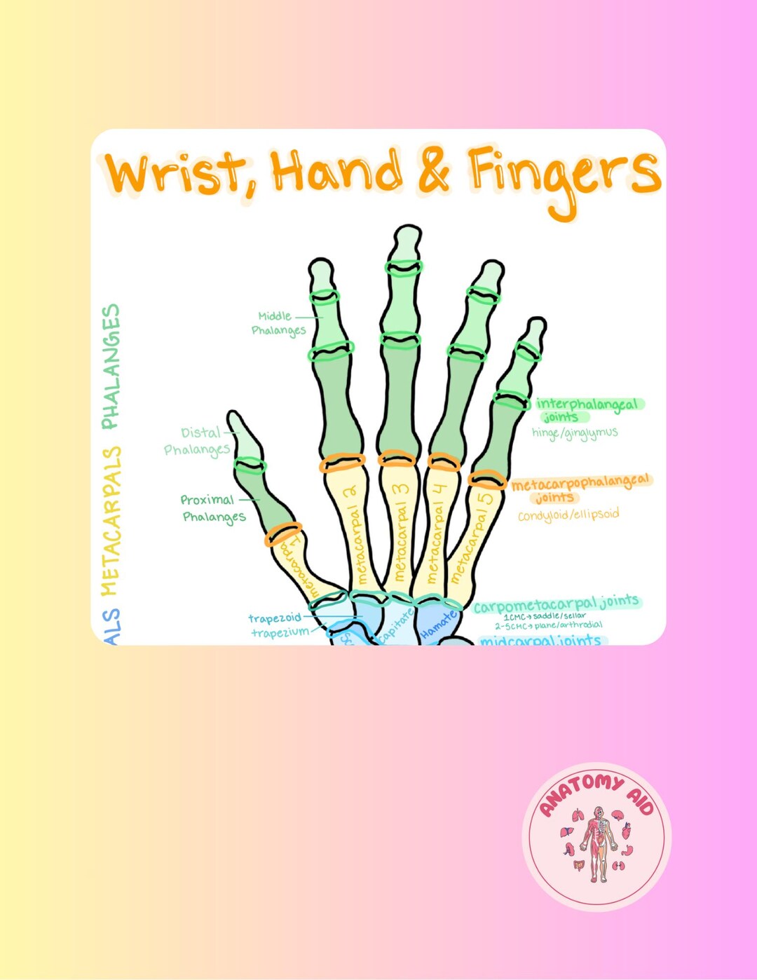 Wrist, Hand, and Fingers Reference Sheet: Hand-drawn Notes, Colorful ...