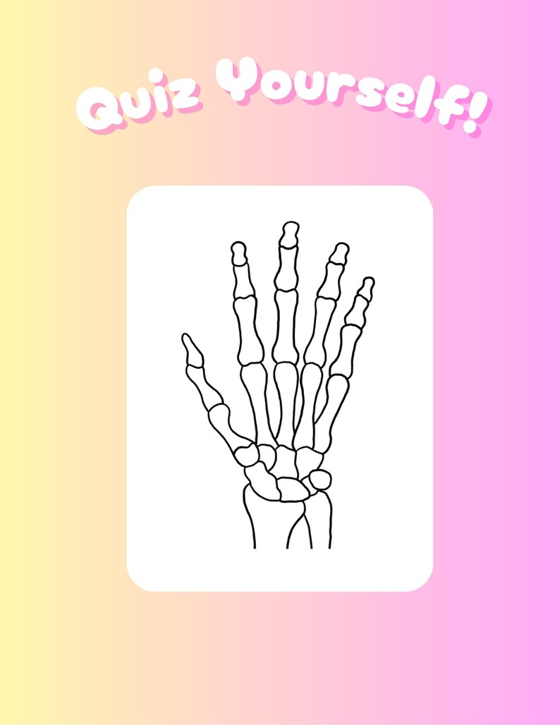 Wrist, Hand, and Fingers Reference Sheet: Hand-drawn Notes, Colorful ...