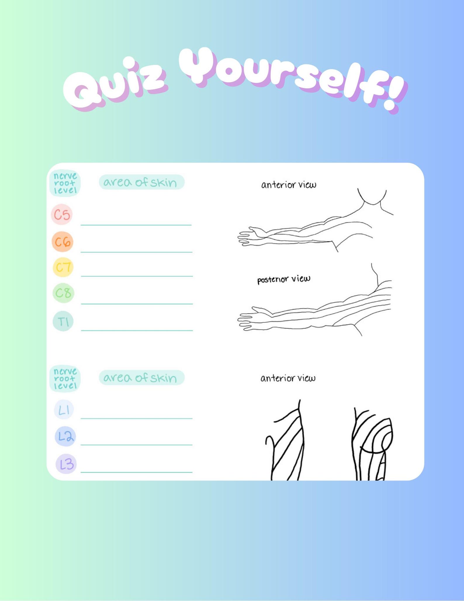 Dermatomes and Myotomes Reference Sheet: Hand-drawn Notes, Colorful ...