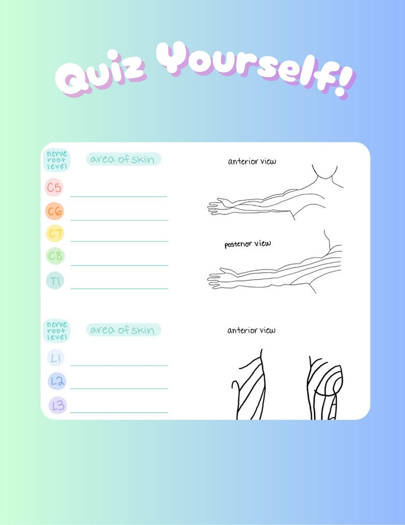 Dermatomes and Myotomes Reference Sheet: Hand-drawn Notes, Colorful ...