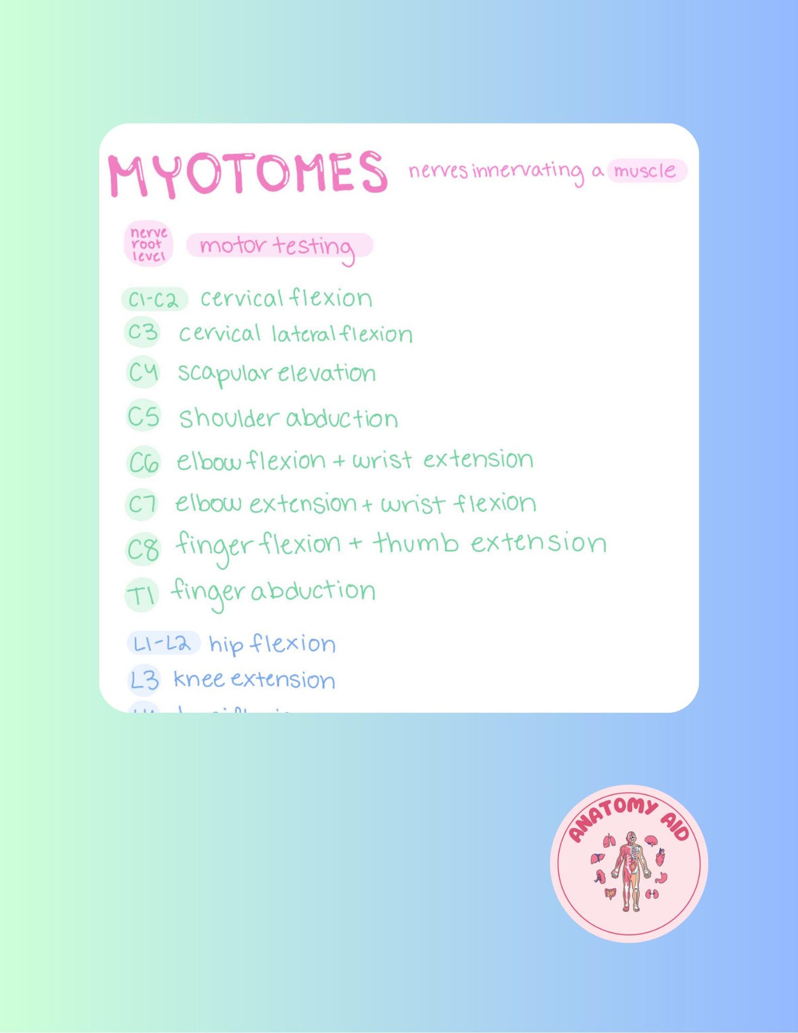Dermatomes and Myotomes Reference Sheet: Hand-drawn Notes, Colorful ...