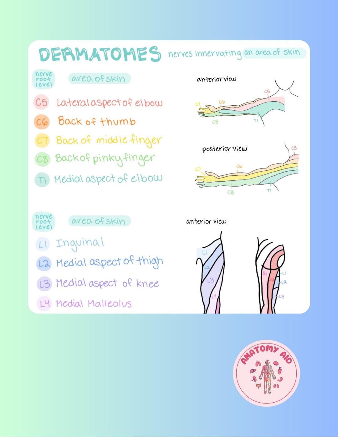 Dermatomes and Myotomes Reference Sheet: Hand-drawn Notes, Colorful ...