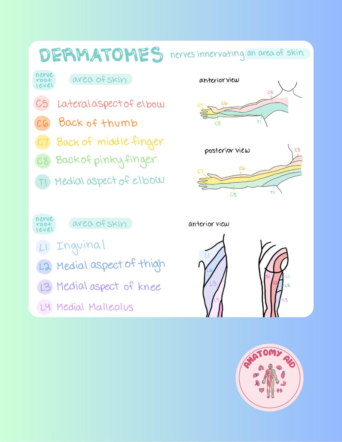 Dermatomes and Myotomes Reference Sheet: Hand-drawn Notes, Colorful ...