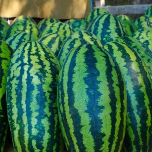 Giant Watermelon Seeds - Etsy