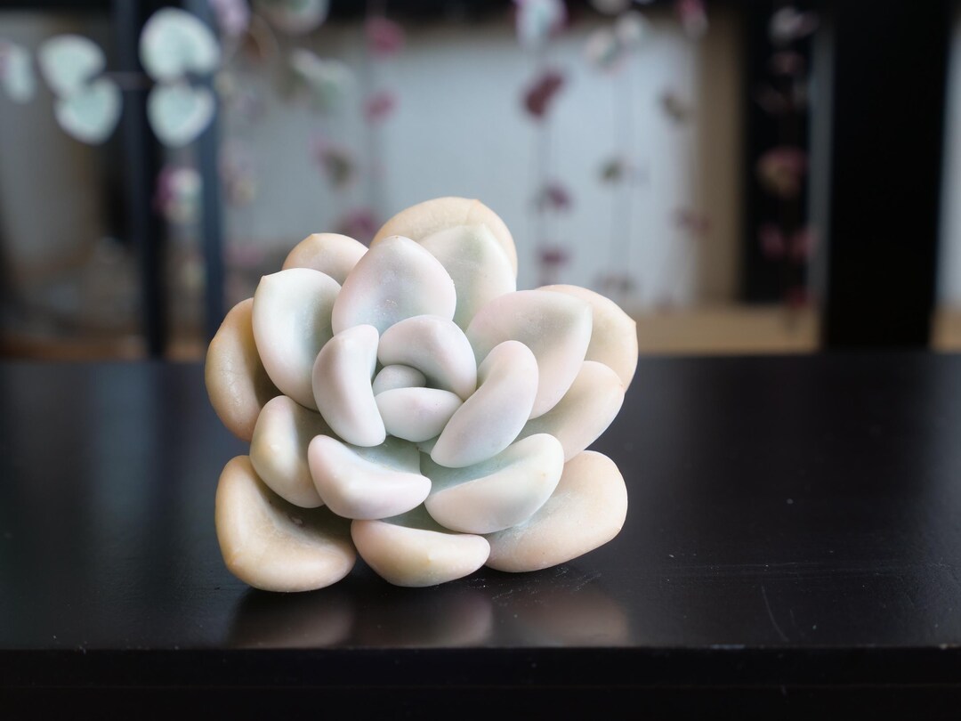 Echeveria Variegated Opalina Recently Imported Bareroot - Etsy