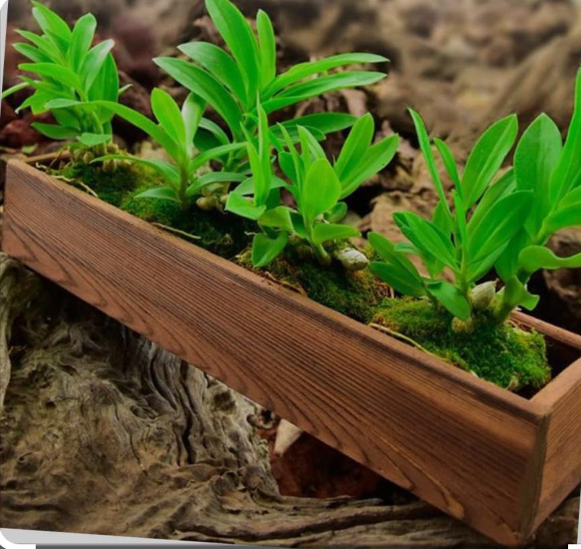 Cedar Window Planter Boxes - Etsy