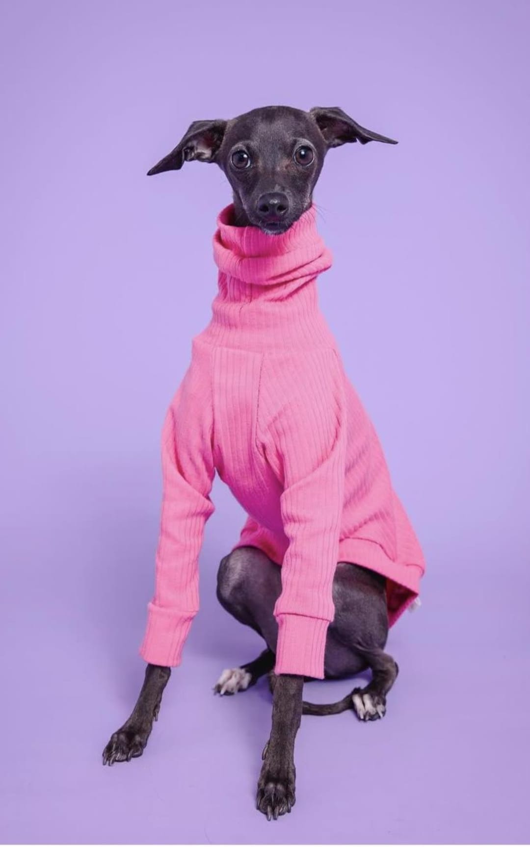 Ribbed Skivvy for Italian Greyhounds: Stretchy Lightweight Dog Clothes ...