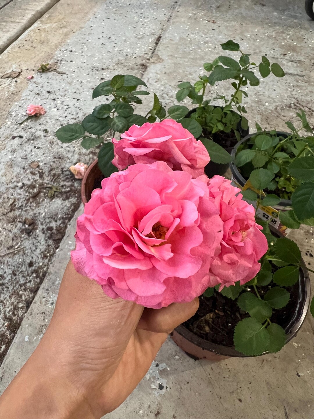 Rare Pink Curly Miniature Rose Starter Live Plant.4”-8” - Etsy