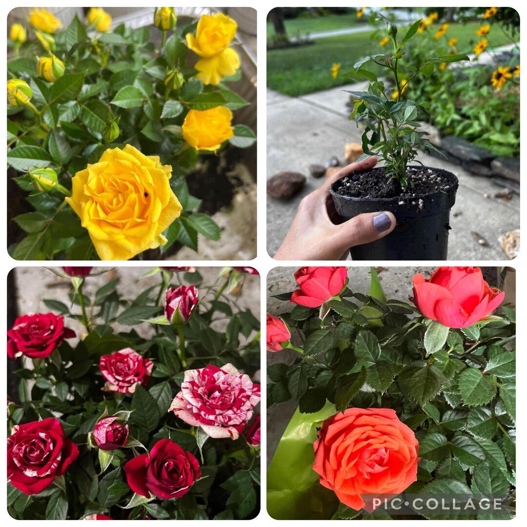 3 Mini Rose Starter Live Plants for 1 Price.3”-7” - Etsy