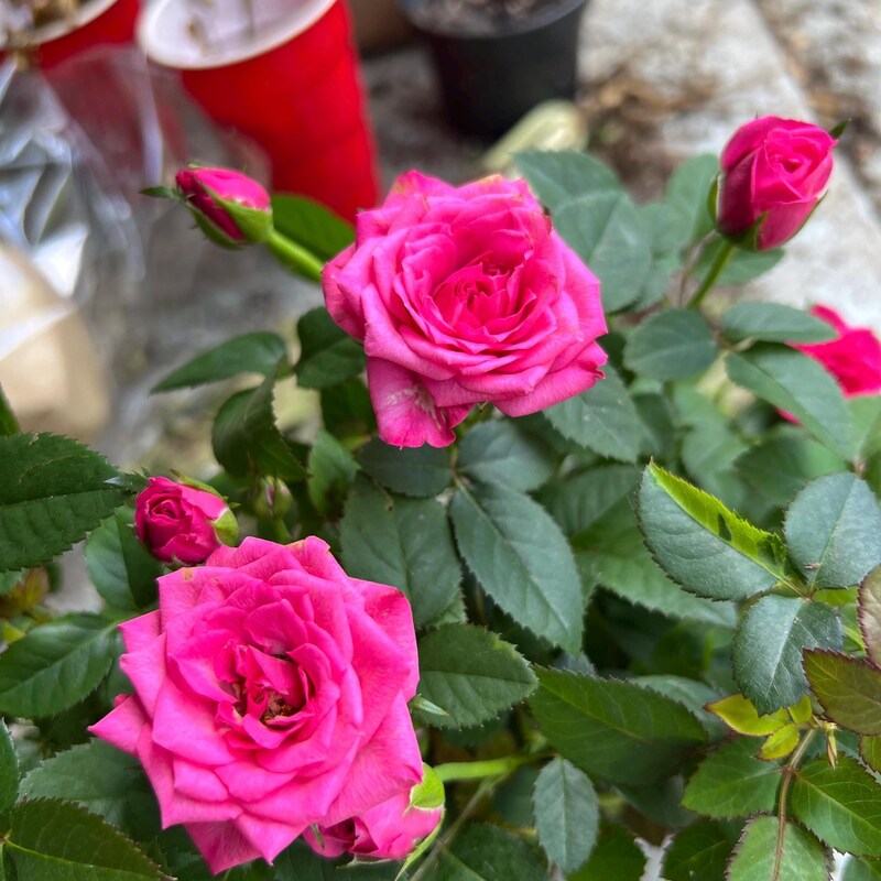 Miniature Rose for Indoor - Etsy