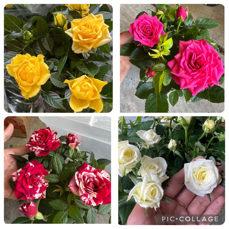 Rear Rose Plant - Etsy