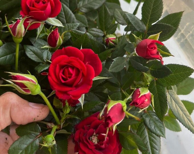 Small Red Mini Rose Starter Live Plant. Color as Picture. 3”-6”. Read ...