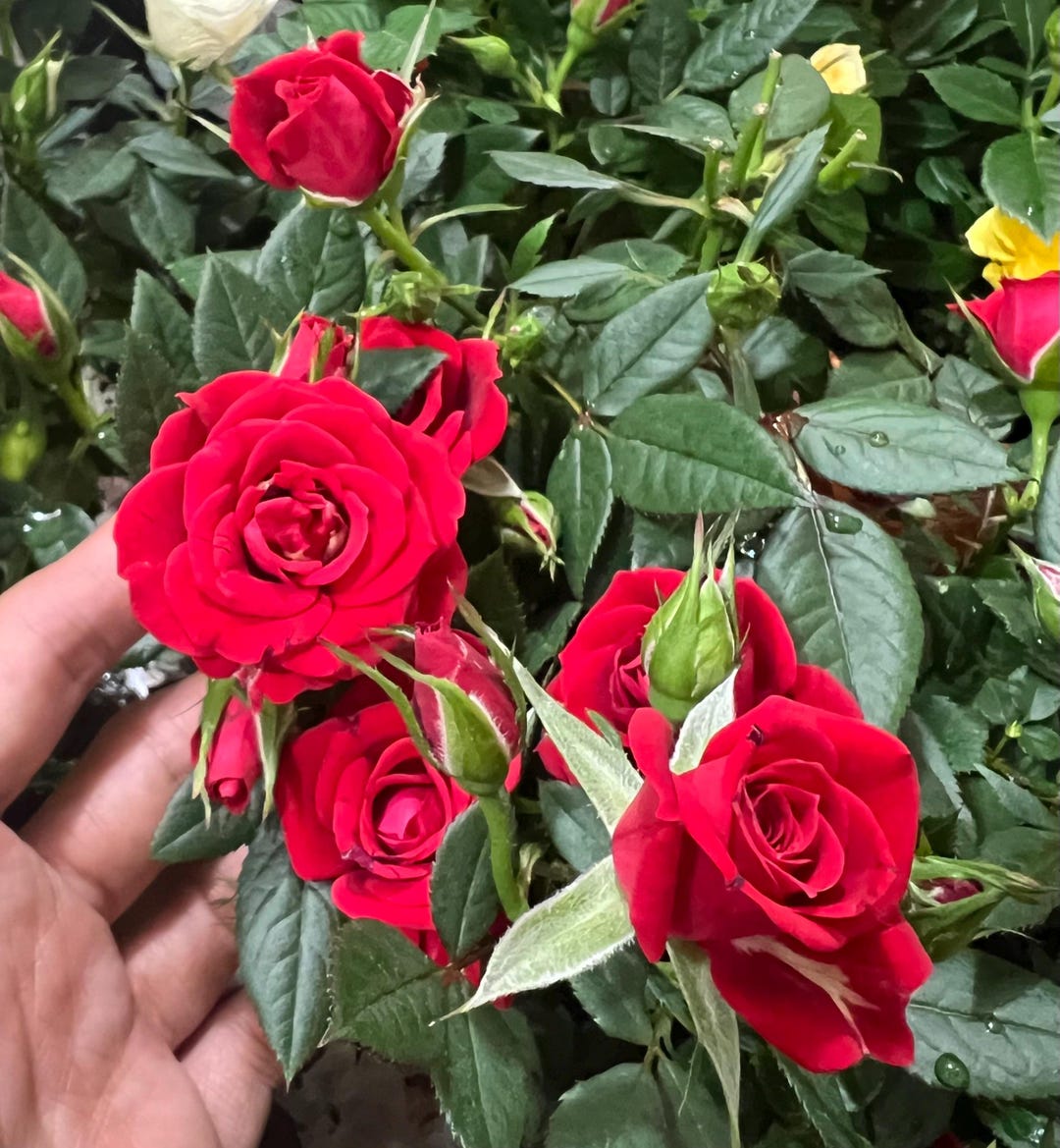 Red Mini Rose Starter Live Plant. 3”-6”. Read Description - Etsy