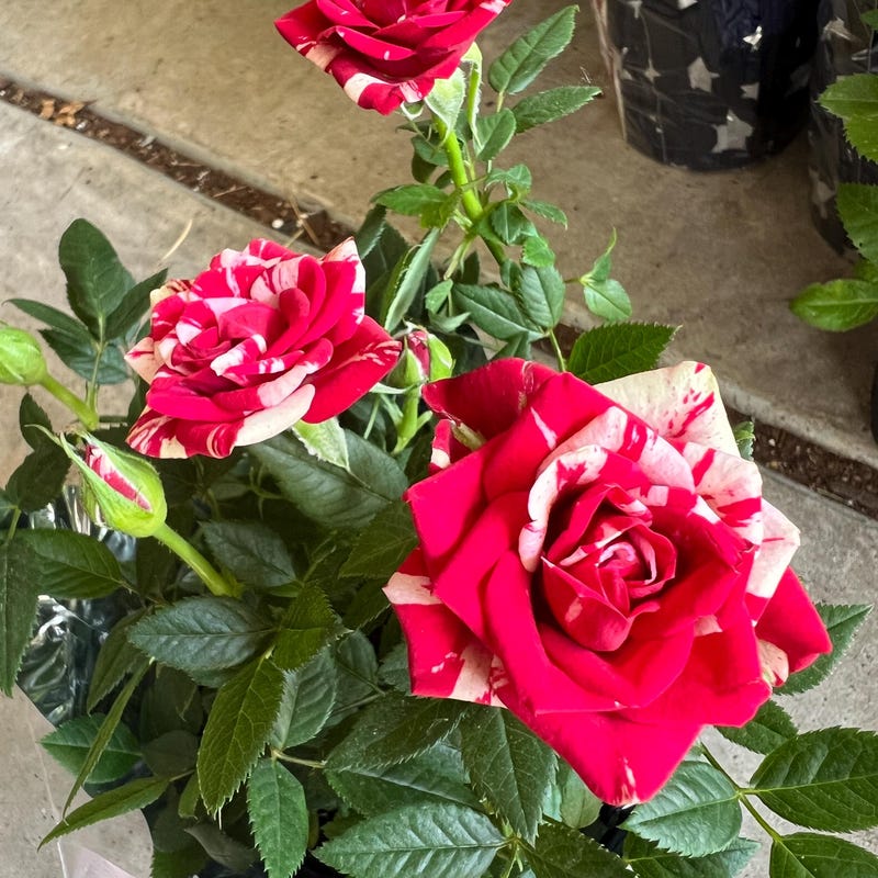 White Rose Plant - Etsy