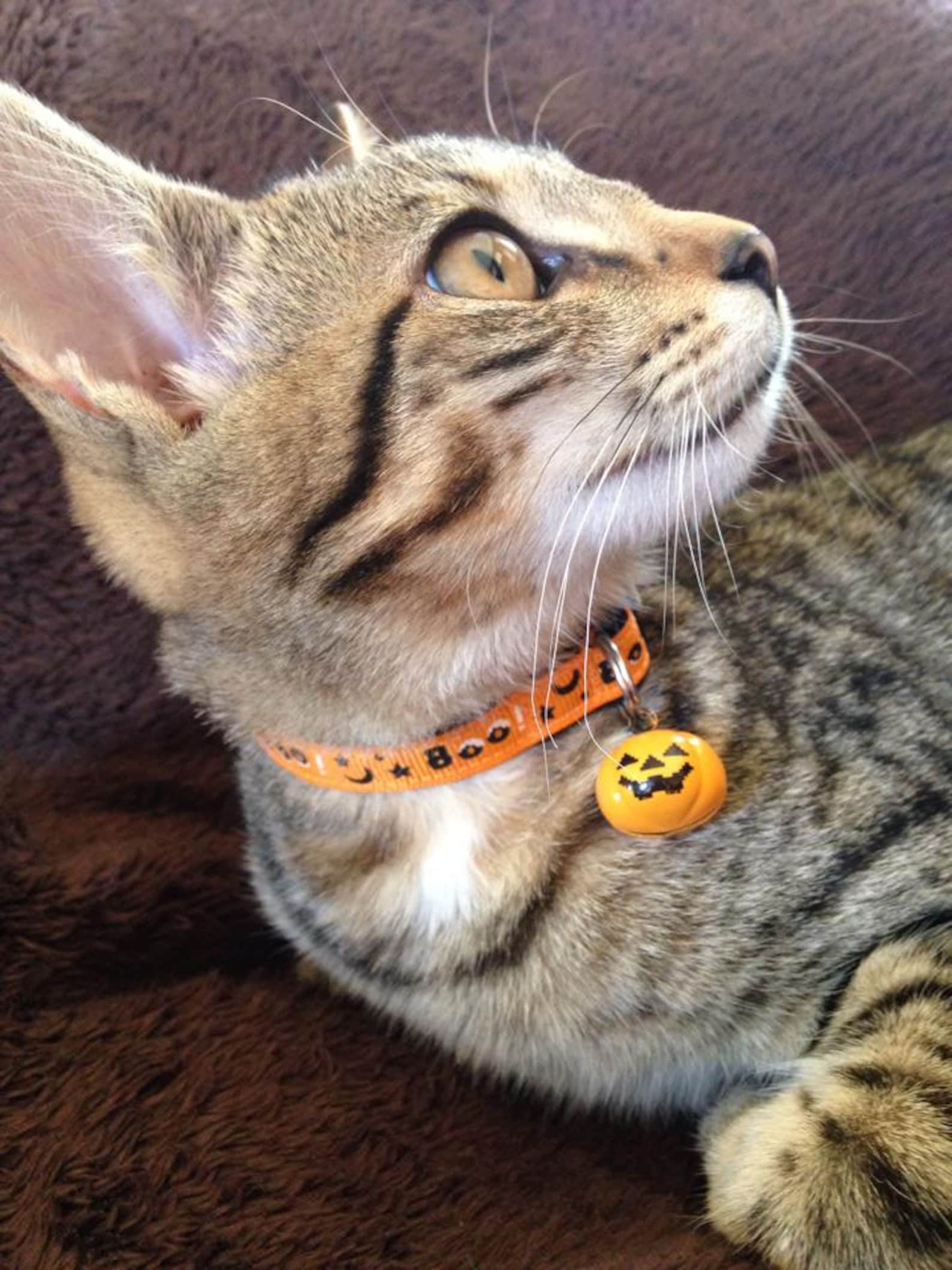 Cat Bells Special Character Jingle Bells Cat Collar Bells - Etsy