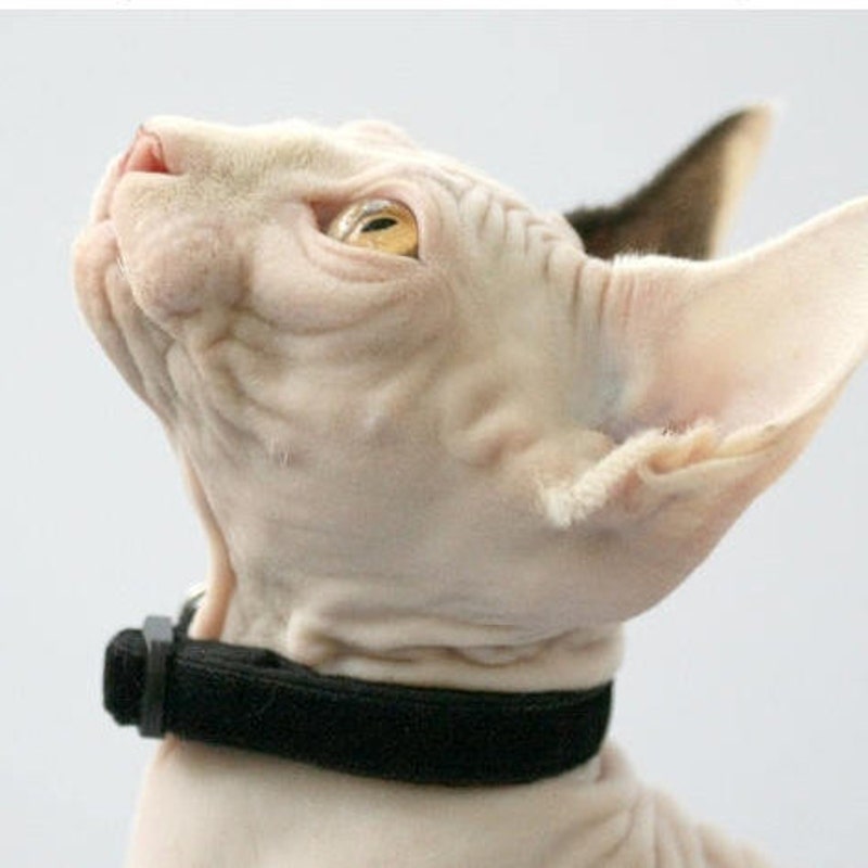 3/8 Velvet Collar Cat - Etsy