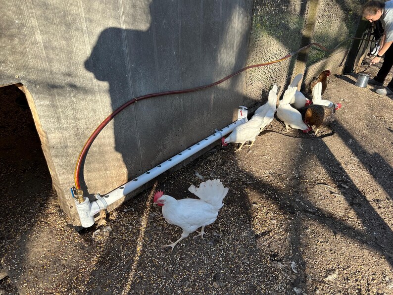 EZ Clean Automatic Chicken Watering System. 36” - Etsy