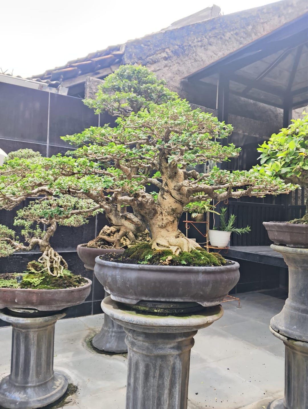 Rare Bonsai Premna Microphylla Micro (014) Tropical Tree. |ficus |tiger ...