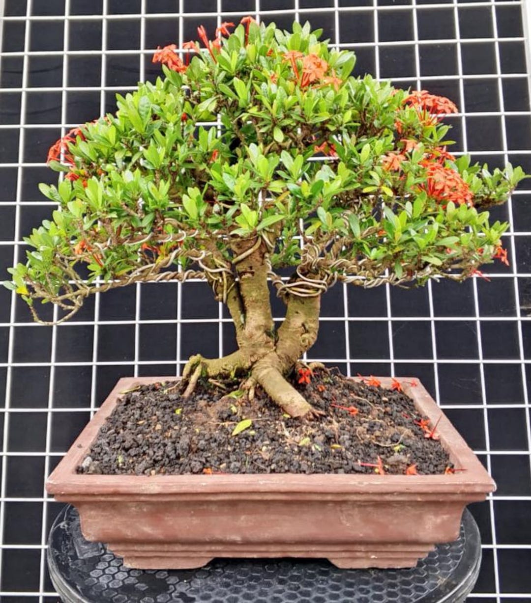 Rare Bonsai Ixora Chinensis Micro Red Flowers (002) Tropical Tree ...