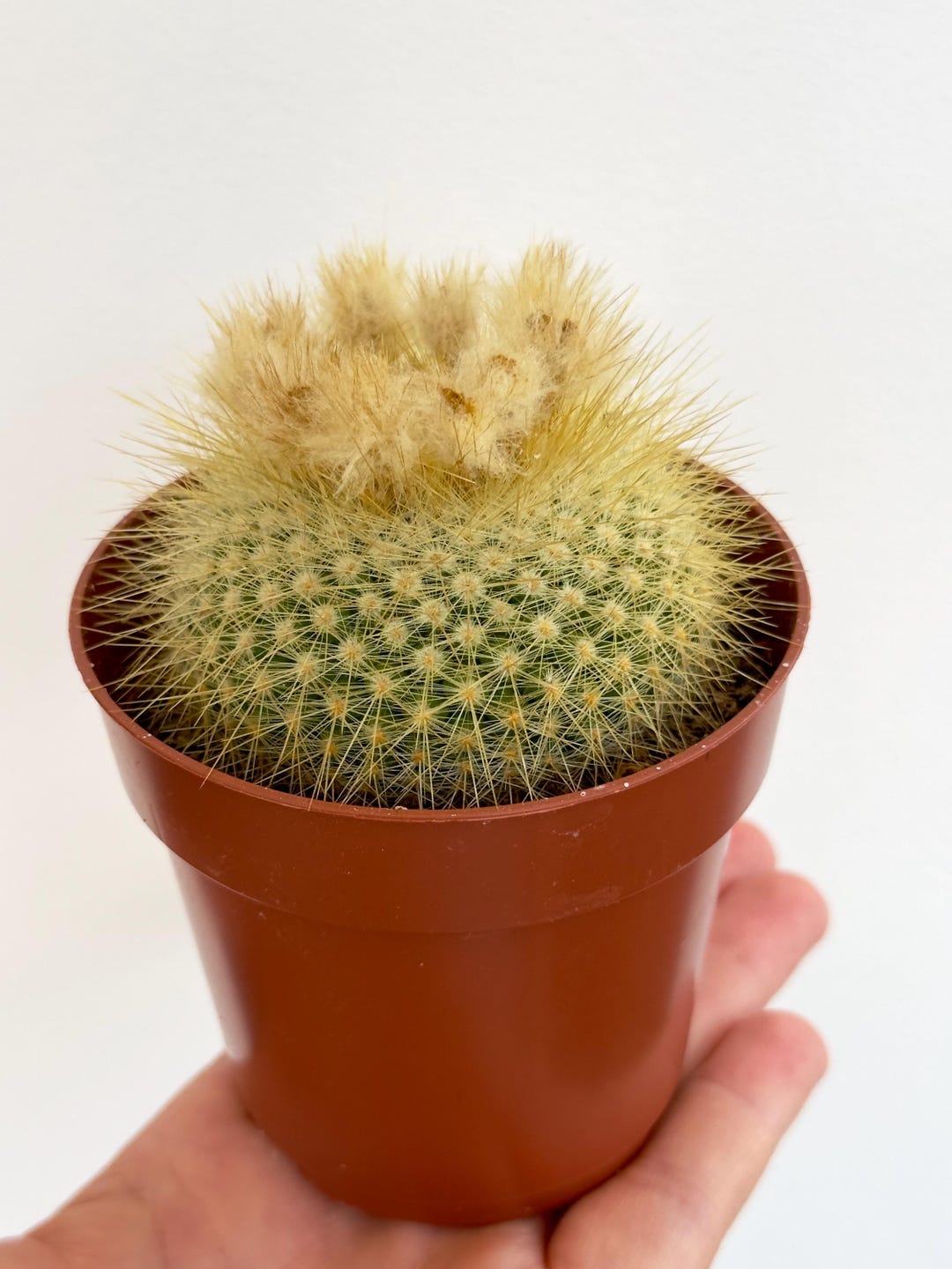 Golden Powder Puff Cactus | Parodia Chrysacanthion | Live Cactus in 8.5 ...