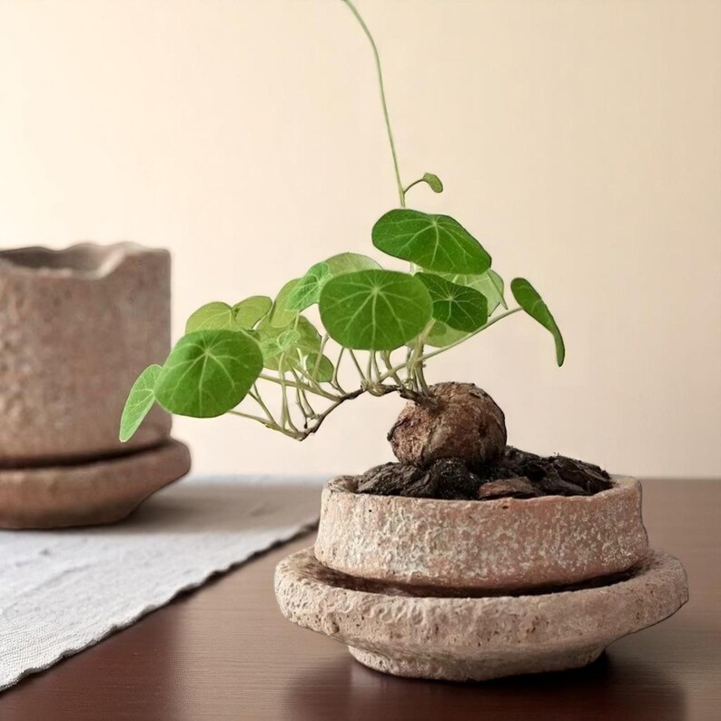 Textured Ceramic Porcelain Flower Pots, Scandinavian Style Planters ...