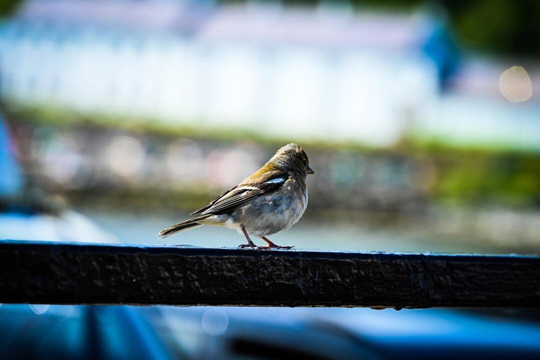 House Sparrow With Bokeh Background – Irish Wildlife Wall Art, Digital ...