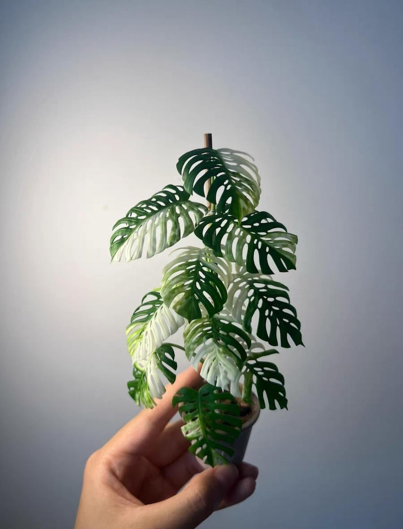 Miniature Plants/artificial Tropical Plants/handmade Clay Plants ...