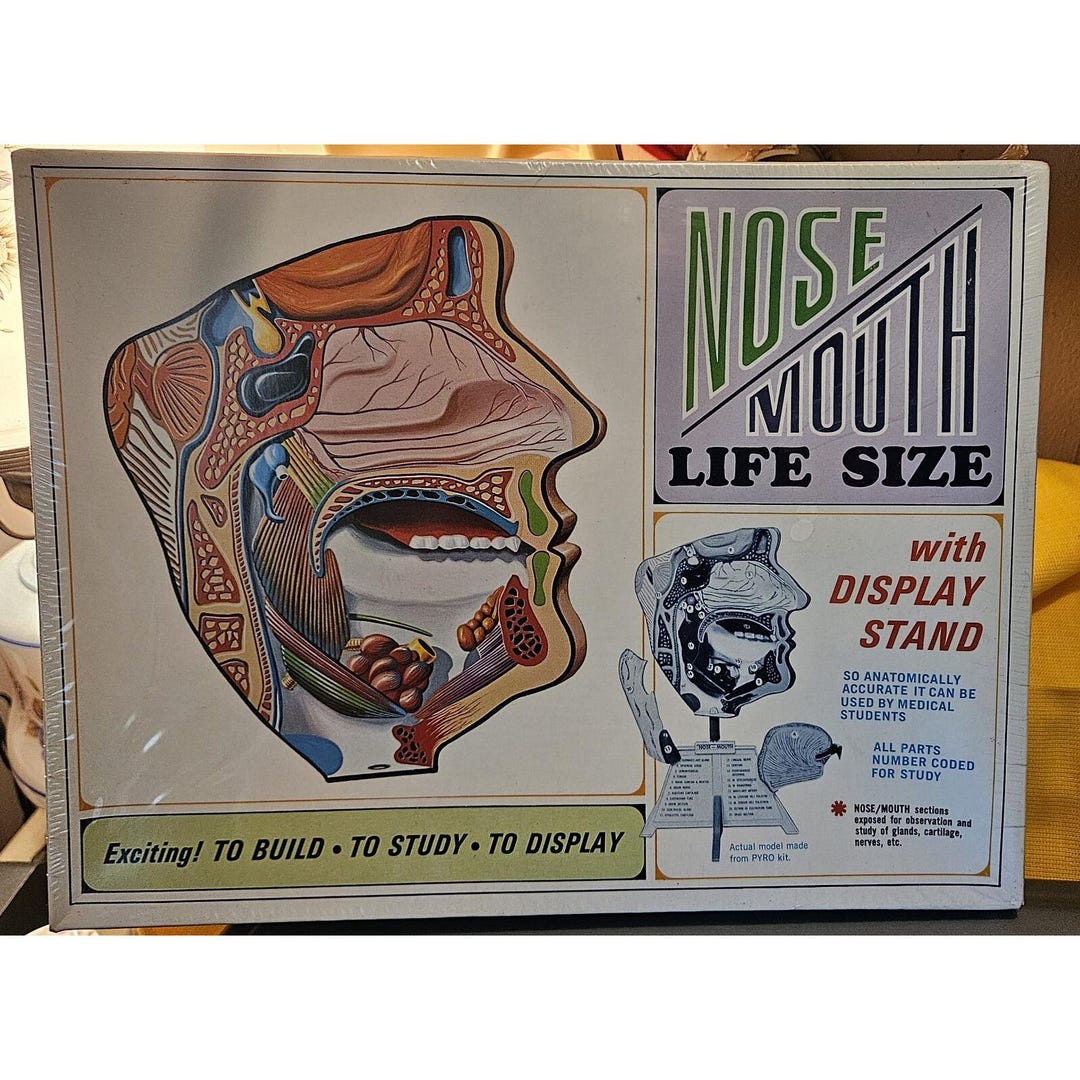 Vintage 1968 Pyro Nose Mouth Anatomy Life Size Model Kit Unassembled ...