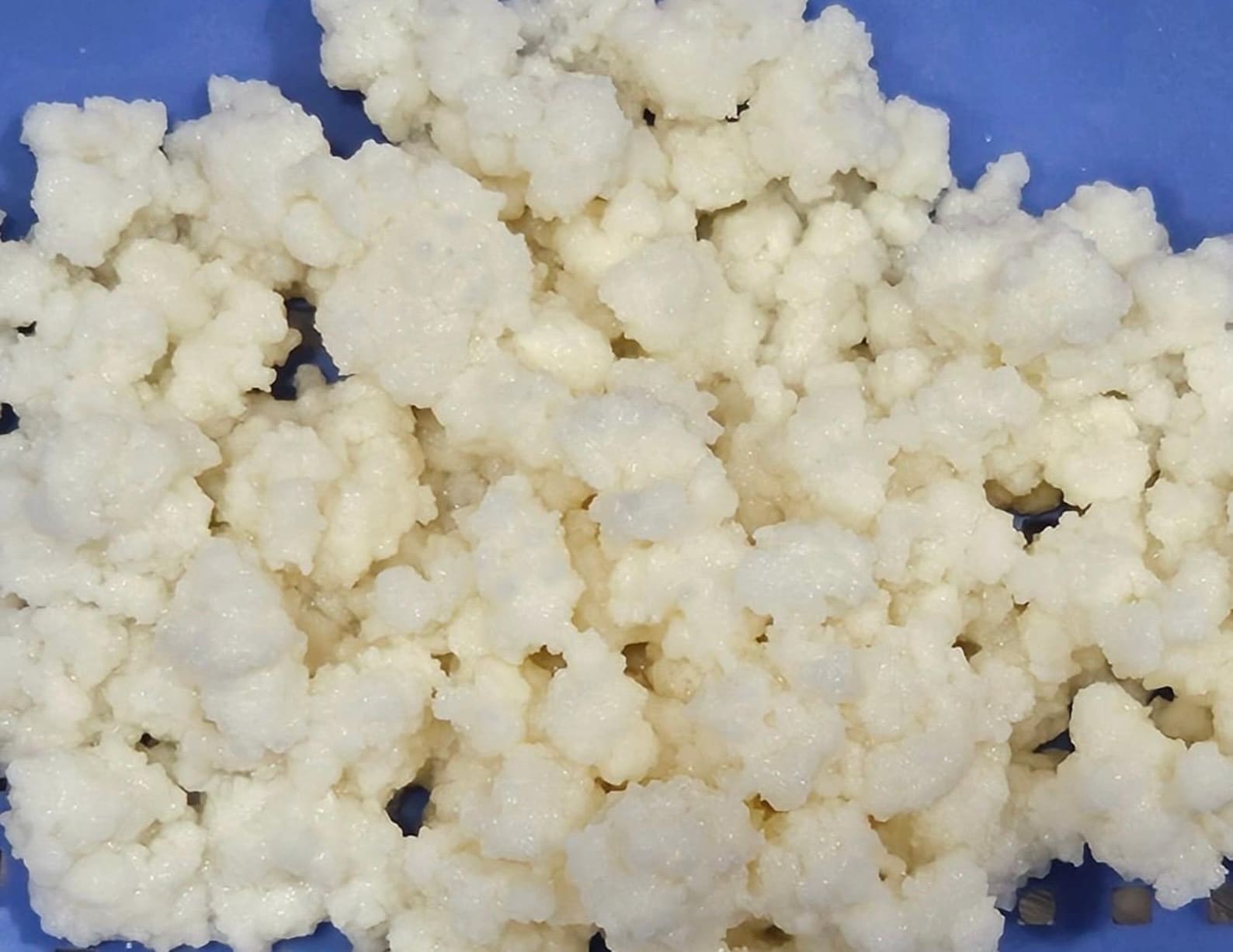 Organic Milk Kefir, Gut Health Support, Live Milk Kefir Grains ...