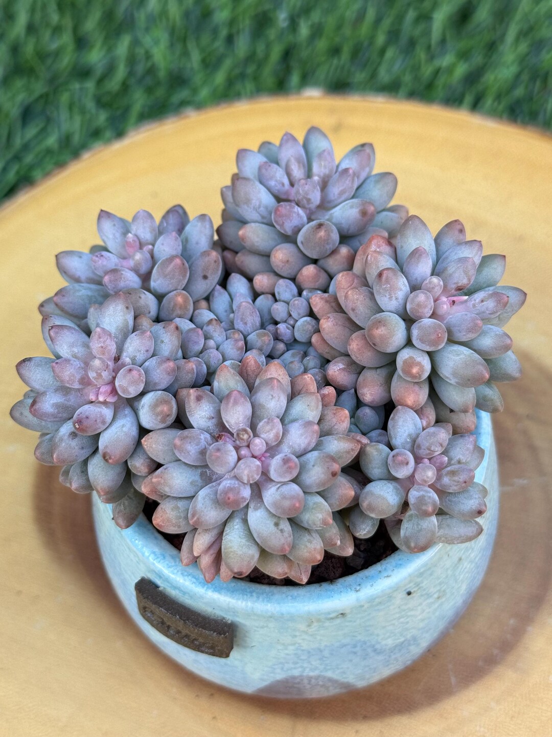 Baby Finger Succulent | 4 Inch Cluster | Plump Leaves | Pastel Purple ...