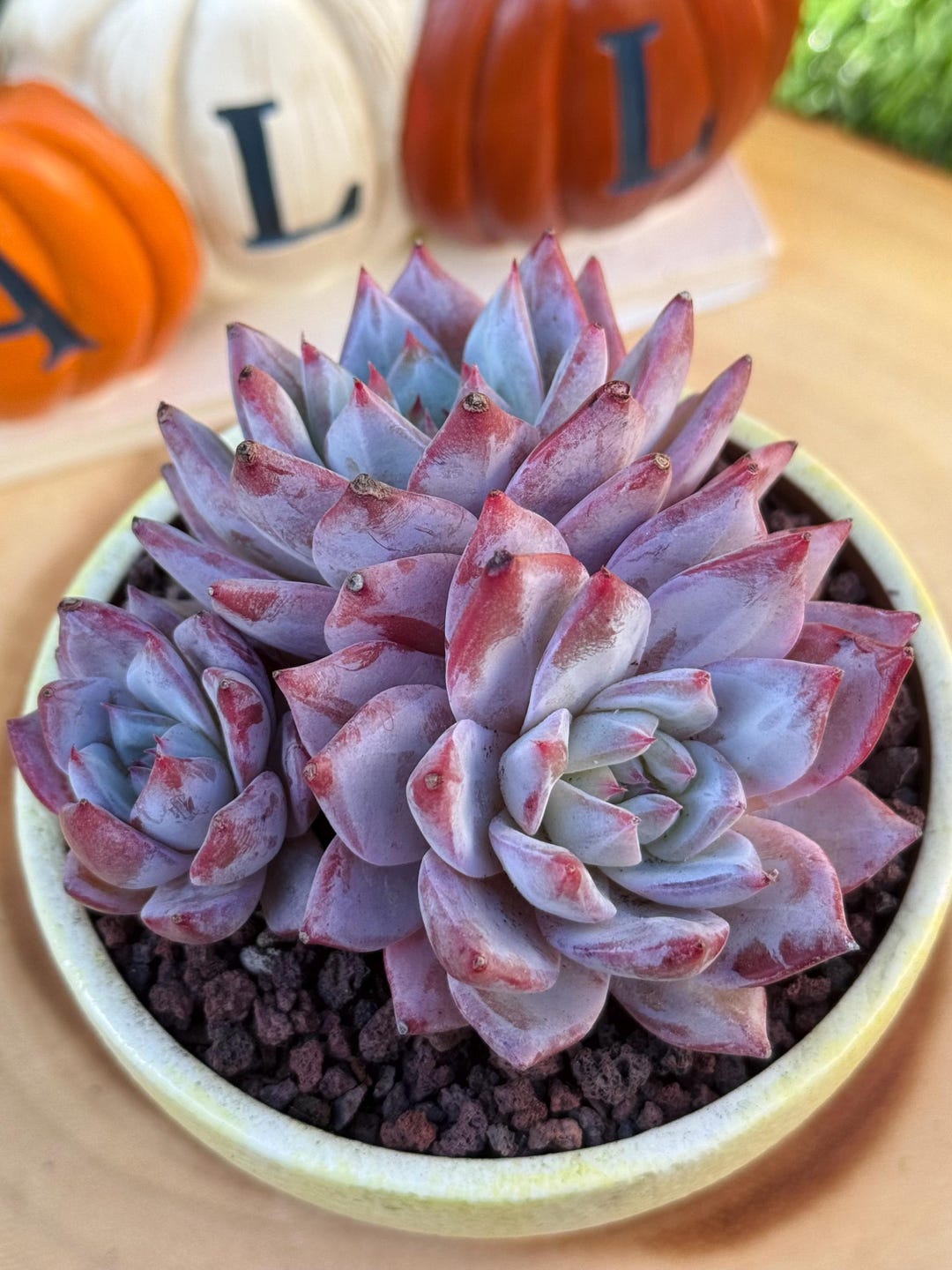 Echeveria Pink Bluebird Succulent Cluster Frosted Leaves With Pink ...