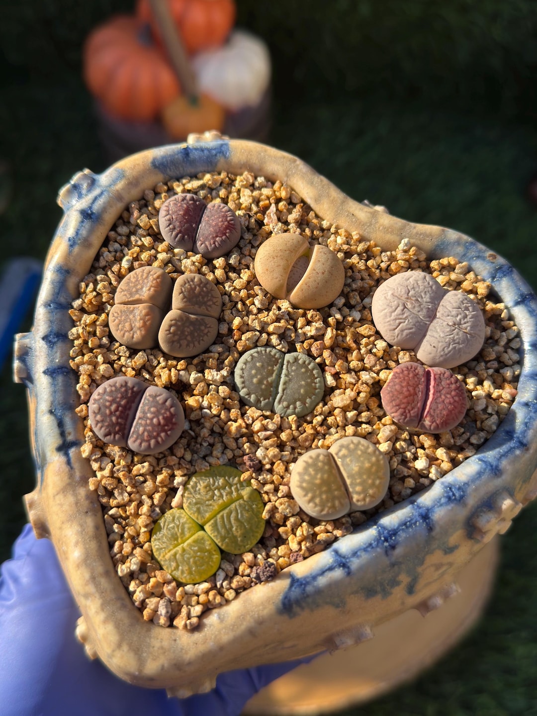 Lithops Living Stones – Random Single/double Head 1in | Rare Color ...