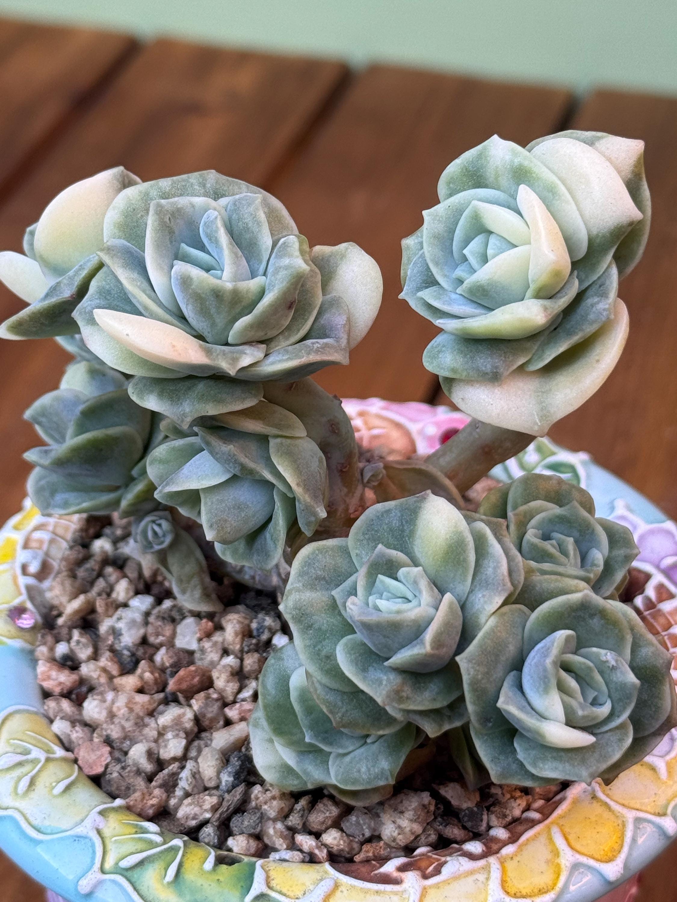 Rare Echeveria Lovely Rose Variegata – 4in Succulent Cluster, Colorful ...