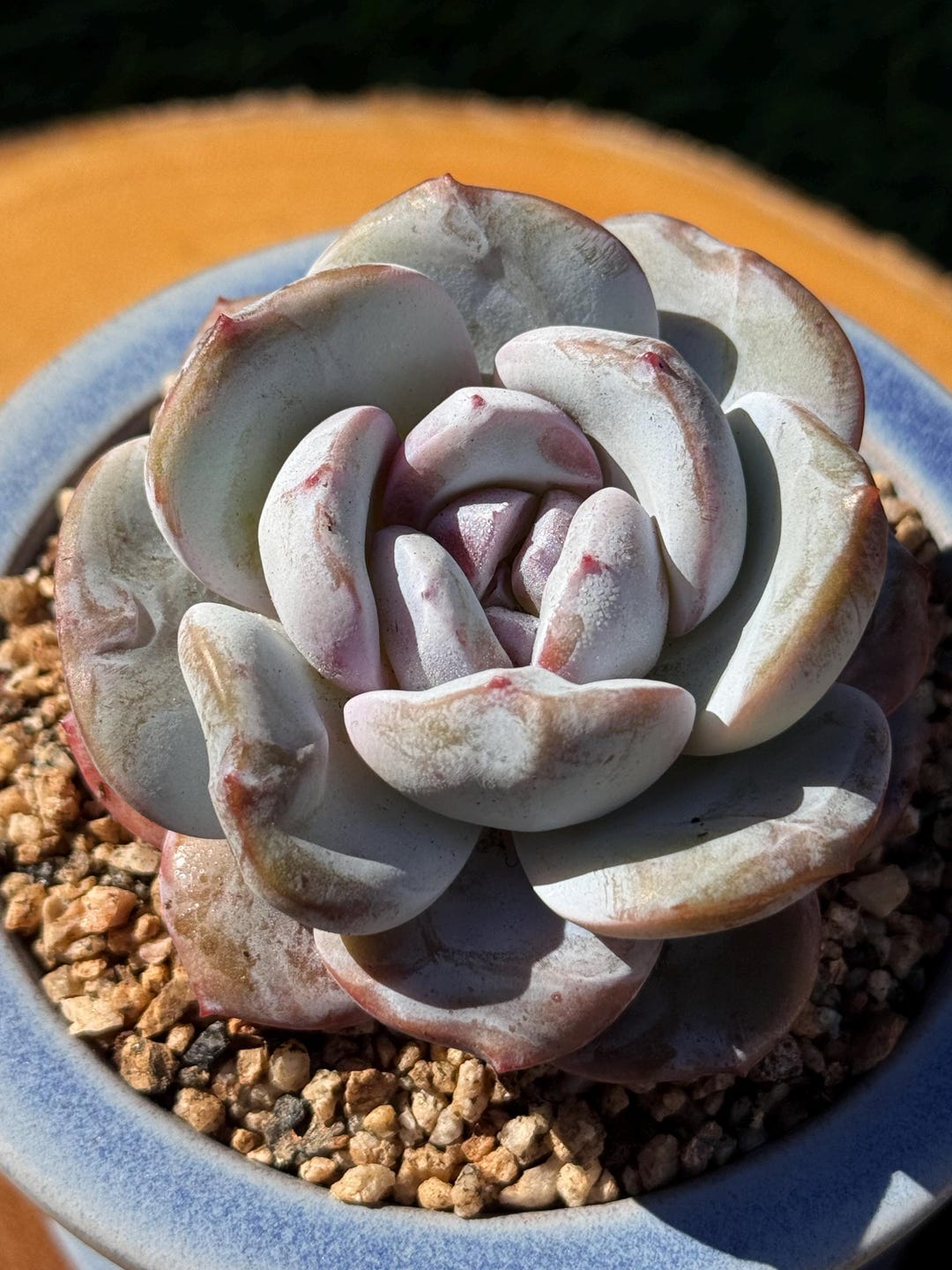 Rare Snow Mochi Succulent | White Rosette With Red Core (2-2.5 Inch) - Etsy