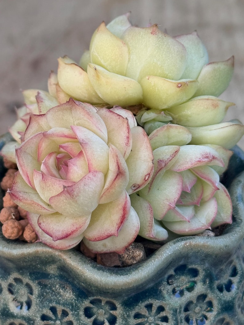 Pink Snowflake Echeveria Succulent | Cream White Rosette With Pink ...