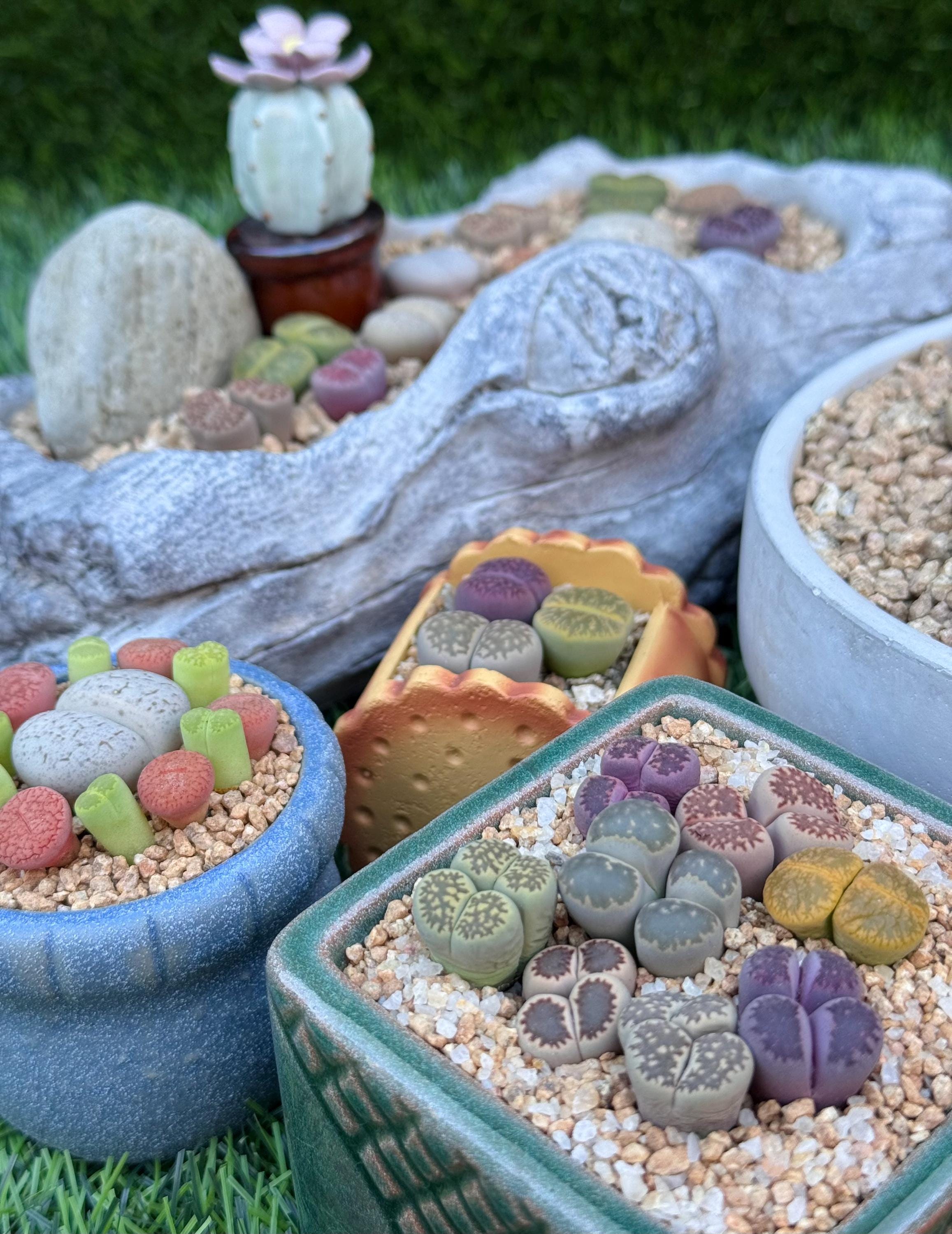Lithops Living Stone Succulent Mix: Rainbow Pebble Plants - Etsy