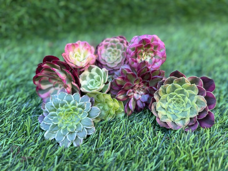 Aeonium Variegata Succulent Mix – Rare Live Succulent Plants, Easy to ...