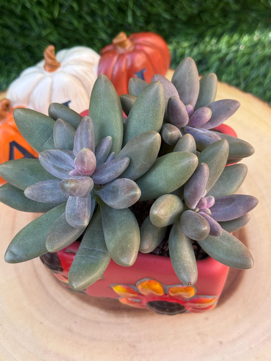 Rare Candy Graptoveria Succulent – 5" Multi-head Cluster, Long Plump ...