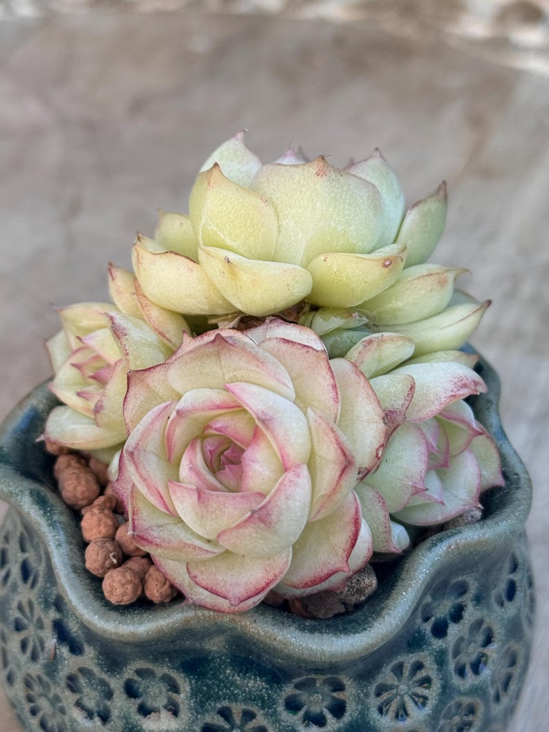 Pink Snowflake Echeveria Succulent | Cream White Rosette With Pink ...