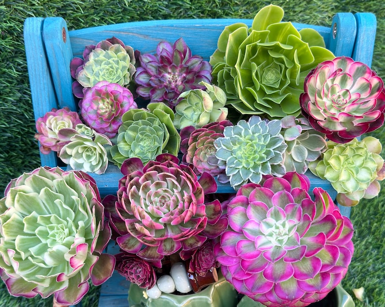 Aeonium Variegata Succulent Mix – Rare Live Succulent Plants, Easy to ...