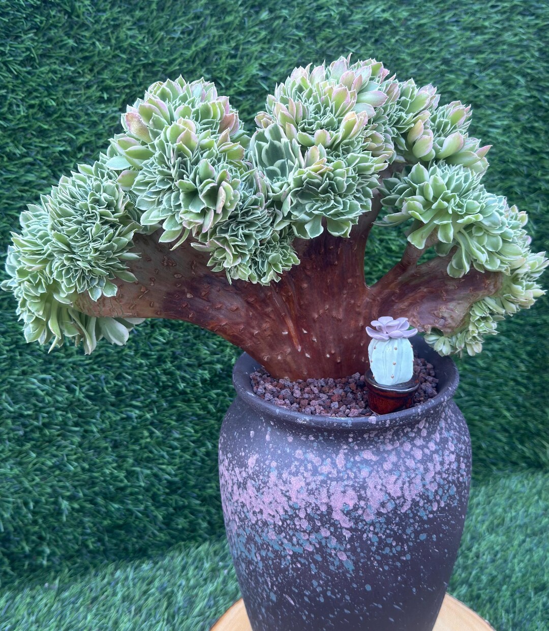 Rare Crested Aeonium 'white Phoenix' Succulent: Bonsai Form, Variegated ...