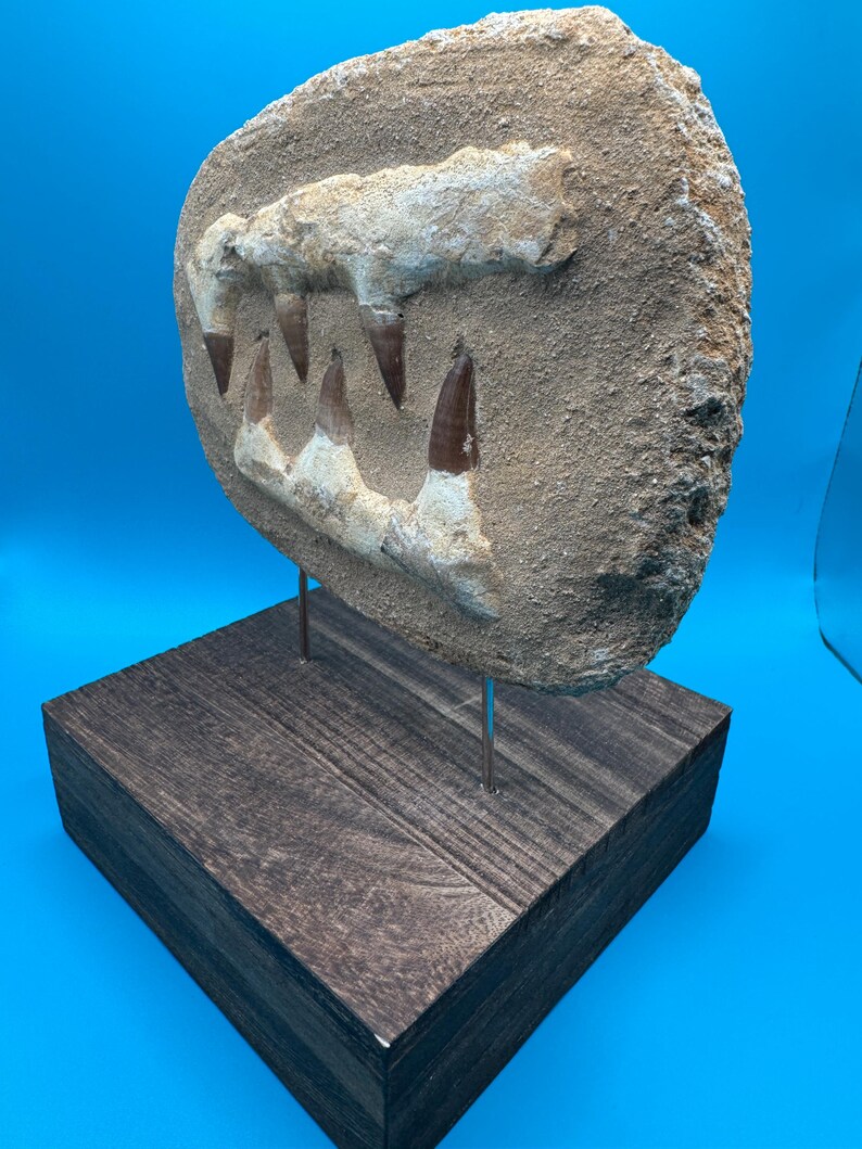 Mosasaurus Jaw Fossil in Matrix: Museum Quality Display With Wood Base ...