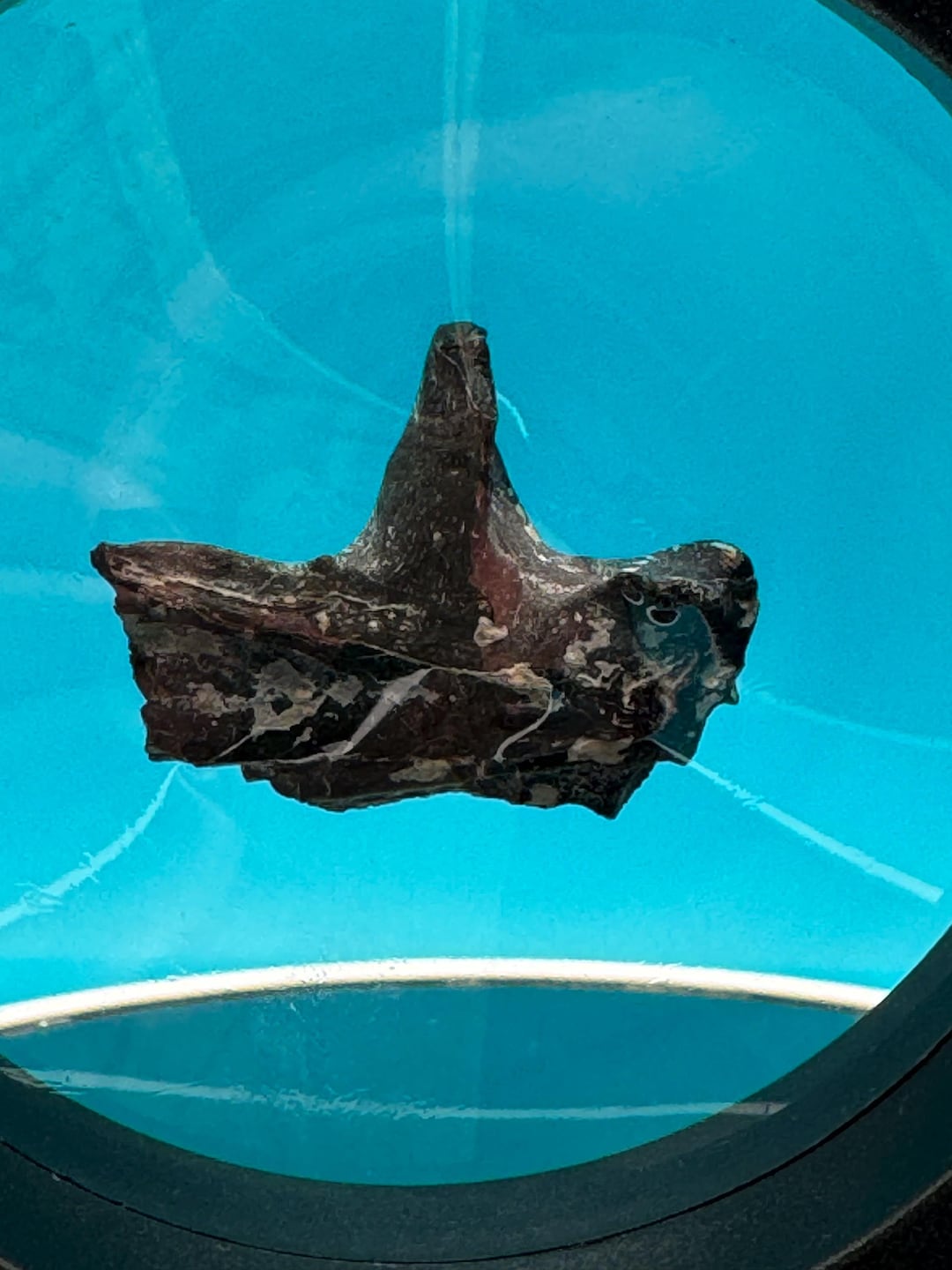 Prehistoric Fish Jaw Bone Fragment W/ Tooth in Free Floating Shadow Box ...