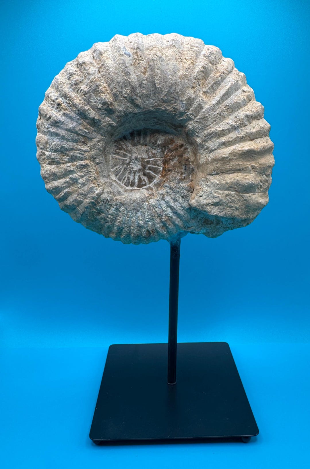 Museum Quality Ammonite Fossil: Mounted 6" Specimen, Office Decor - Etsy