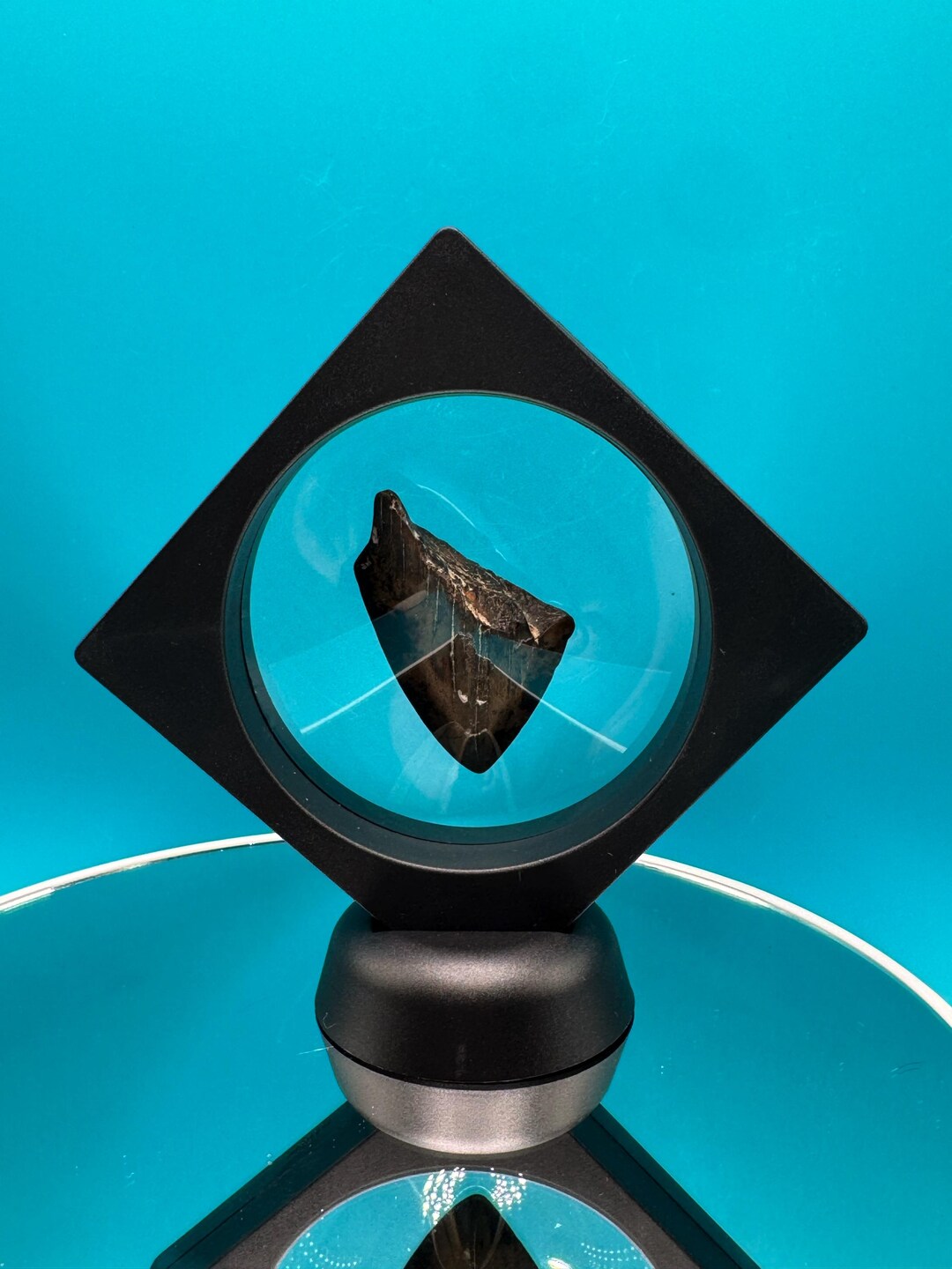 Megalodon Tooth Fragment in Float Shadow Box Display - Prehistoric ...