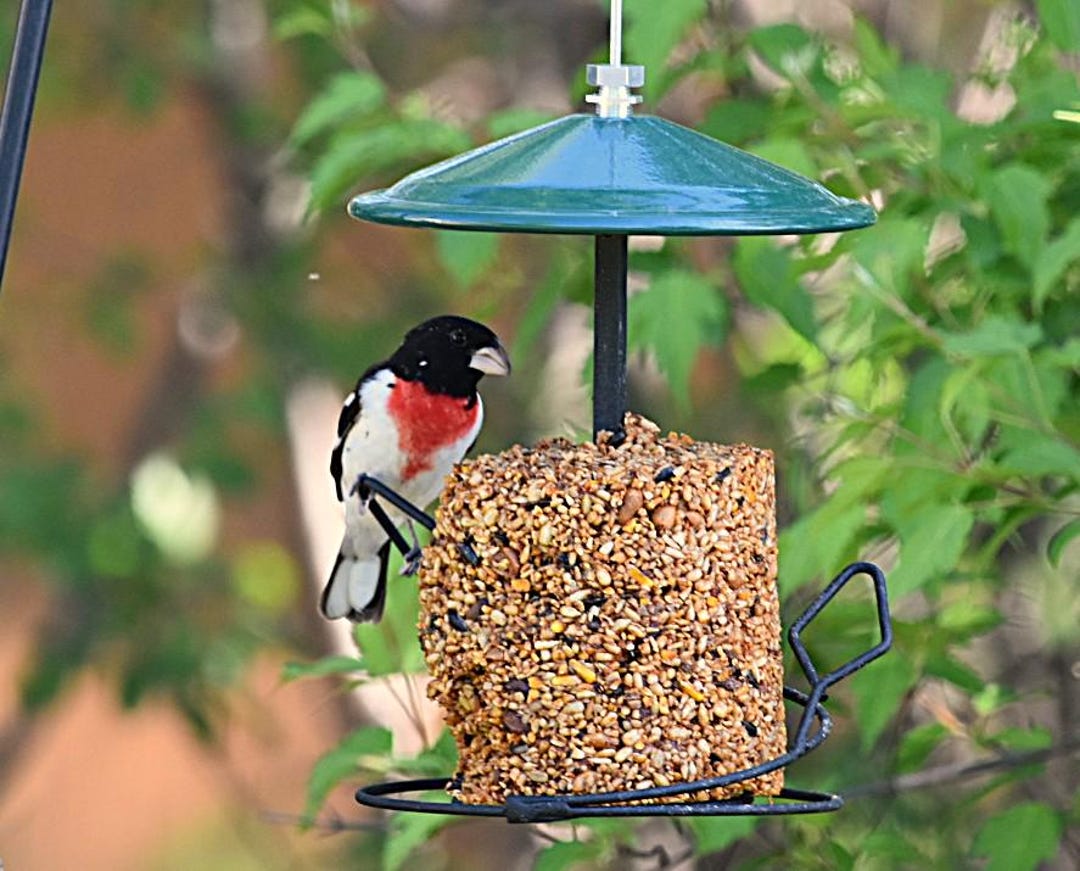 Tommy Cakes Hot Bird Seed Cylinder - Premium Seed, No Mess, No Melt ...