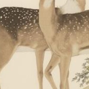 Elegant Deer in Autumn Forest – Japanese Sumi-e Style Wall Art ...
