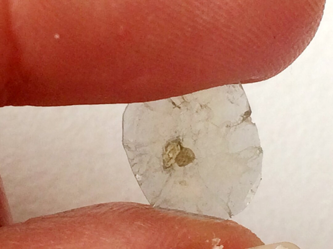 8.5x10mm Rare Diamond Slice, Natural off White Loose Diamond Slice ...