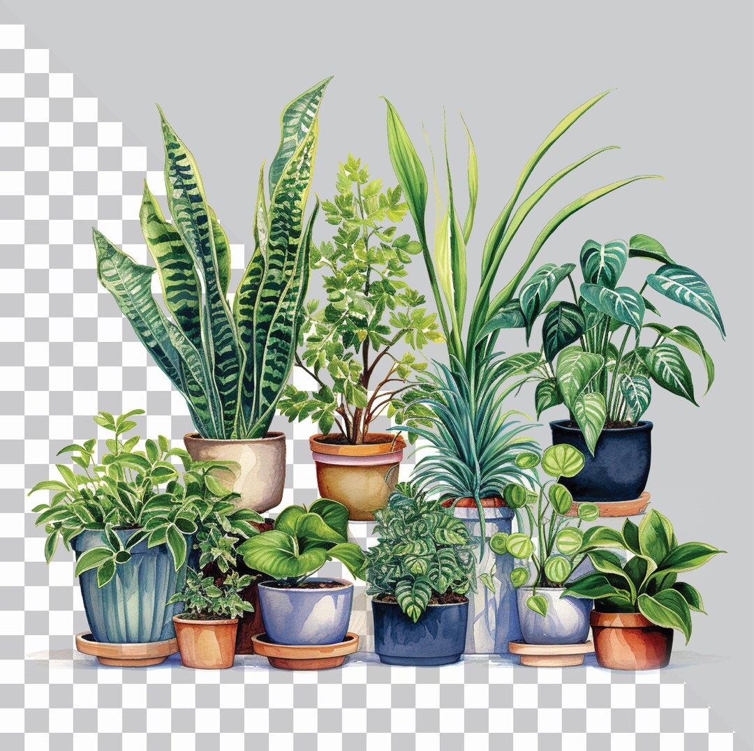 House Plant Clipart, Indoor Plants Png, Potted Plants Png, Junk ...